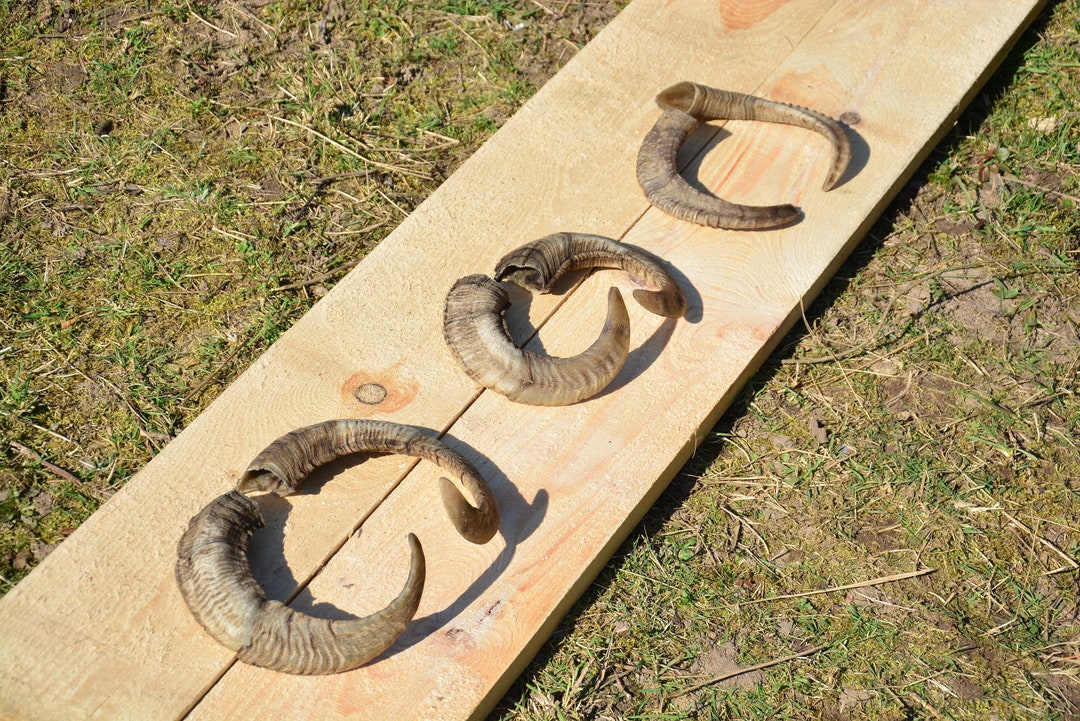 Pair of Ram Horns - Real and Natural Horns Matching Set of Ram Horns ...