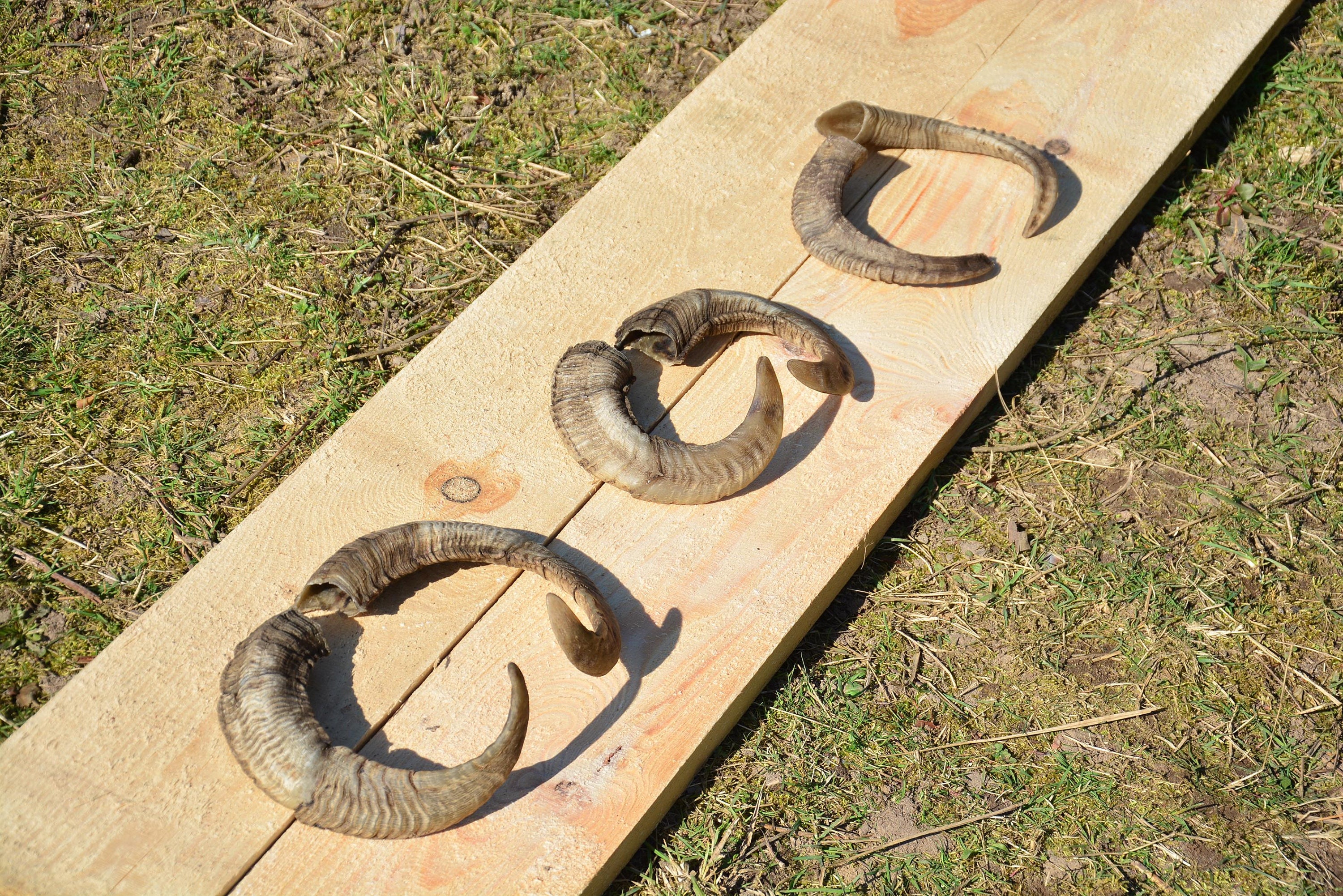 Pair of Ram Horns Real and Natural Horns Matching Set of Ram Horns ...