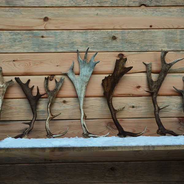 Real Deer Antlers - Etsy