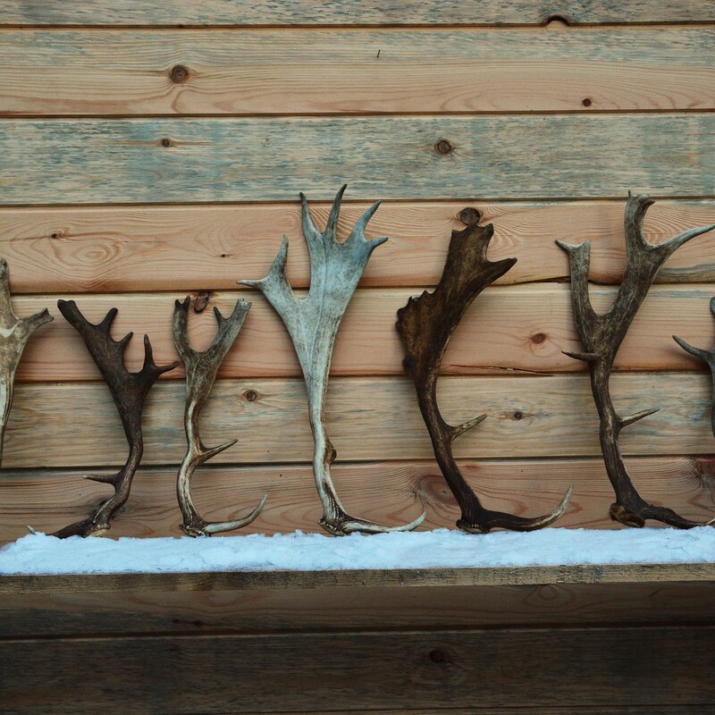 Real Deer Antlers - Etsy