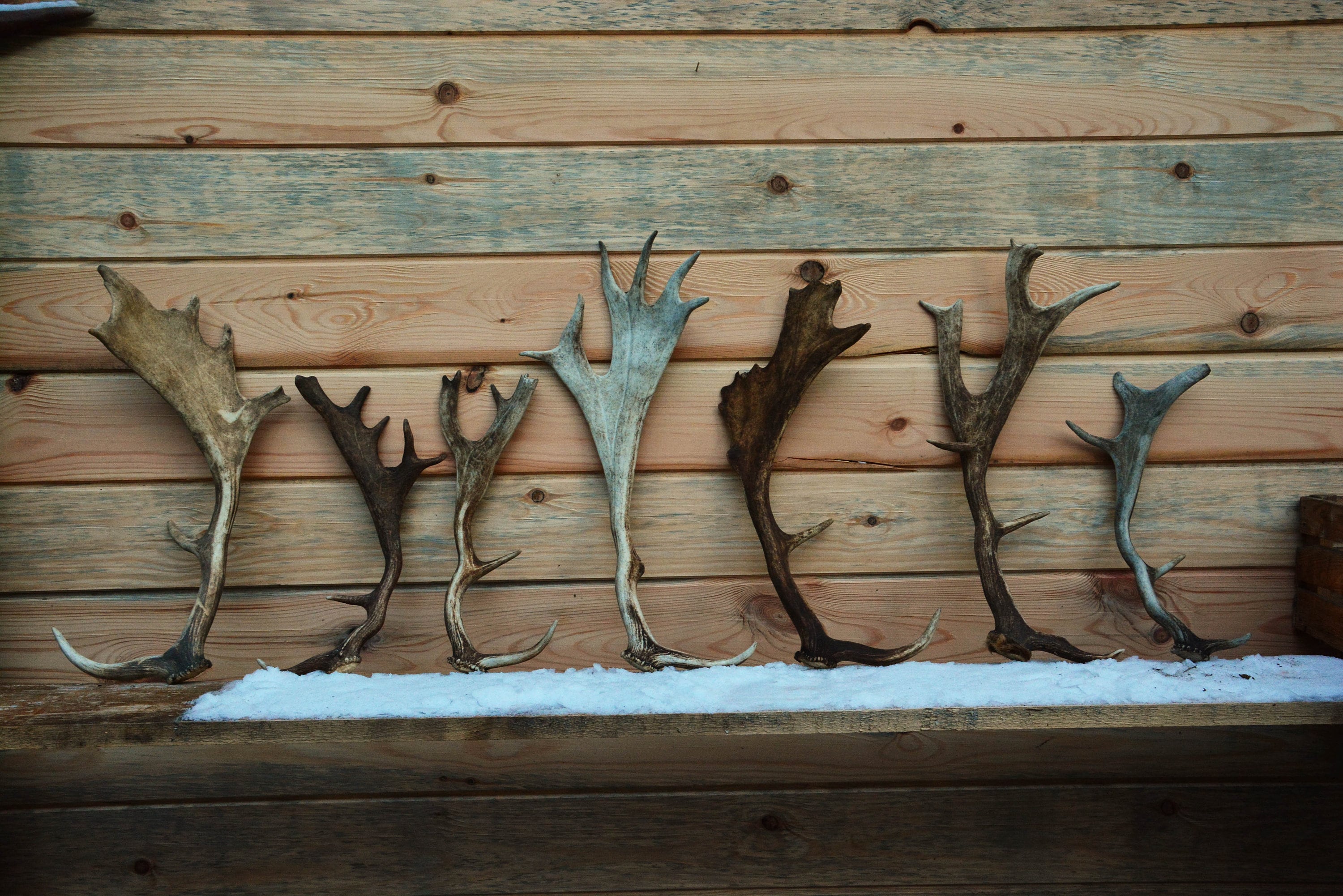 Fallow Deer Antler dama Dama Prices in Options, Price per Piece NATURAL Real Antlers - Etsy