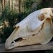 Horse Skull Real Horse equus Ferus Caballus - Etsy