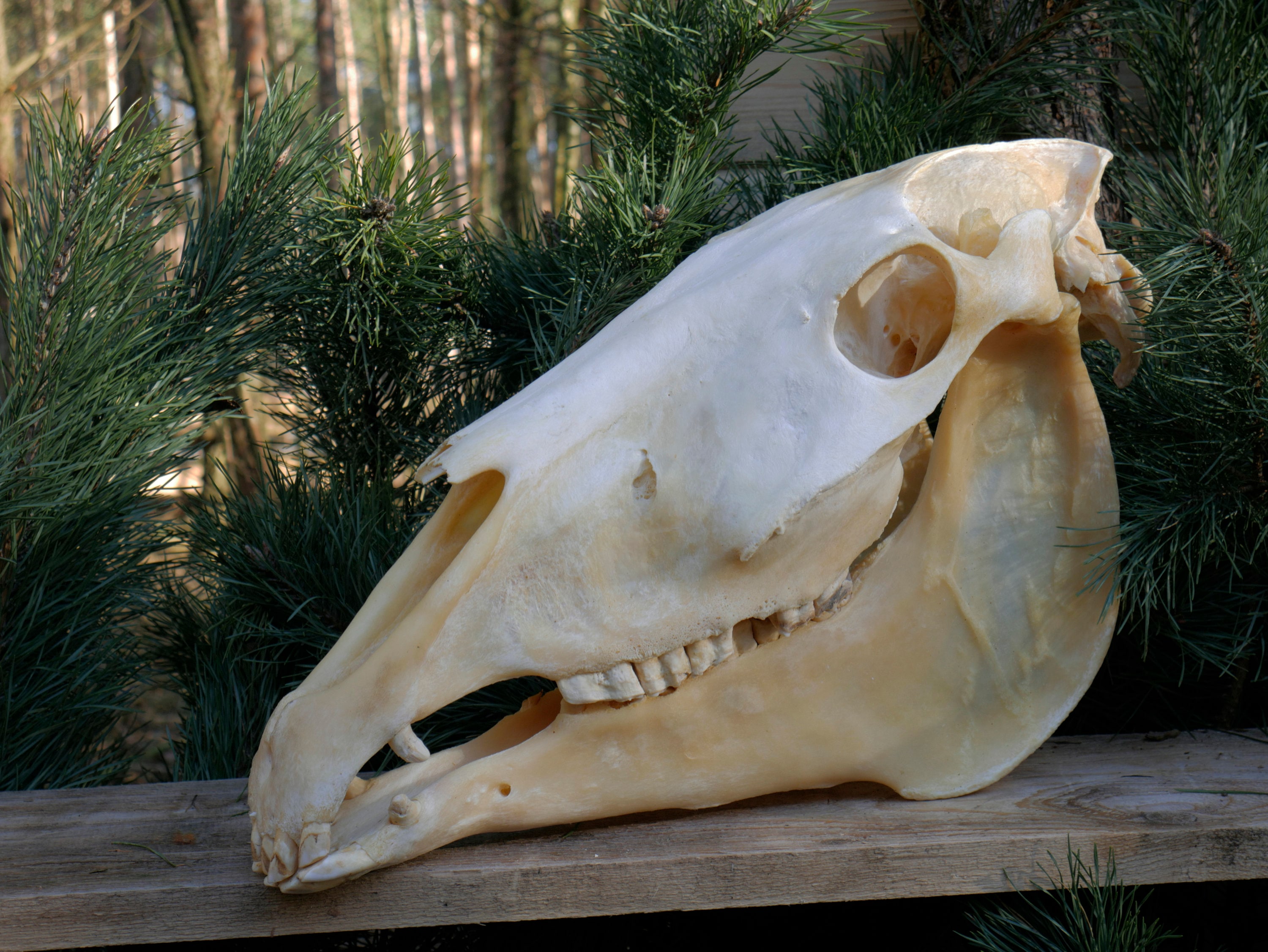 Horse Skull Real Horse equus Ferus Caballus - Etsy