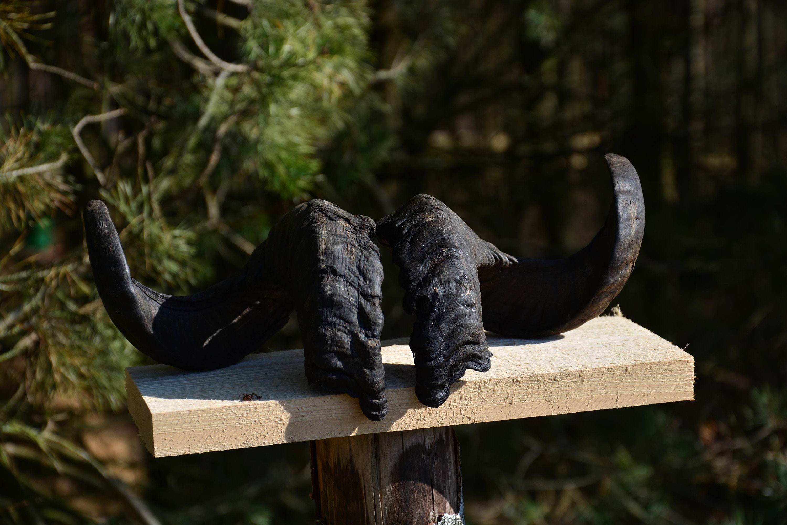 Pair of Ram Horns Real and Natural Horns Matching Set of Dark-colored ...