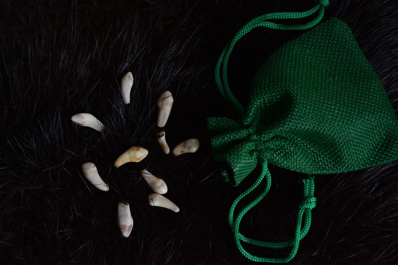 Genuine European Red Deer Stag Ivory DEER TEETH Set for Jewelry Making ...