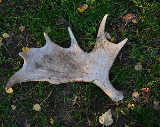 The found in the Forest Moose Shed Antler Natural Moose Paddle, Shed ...
