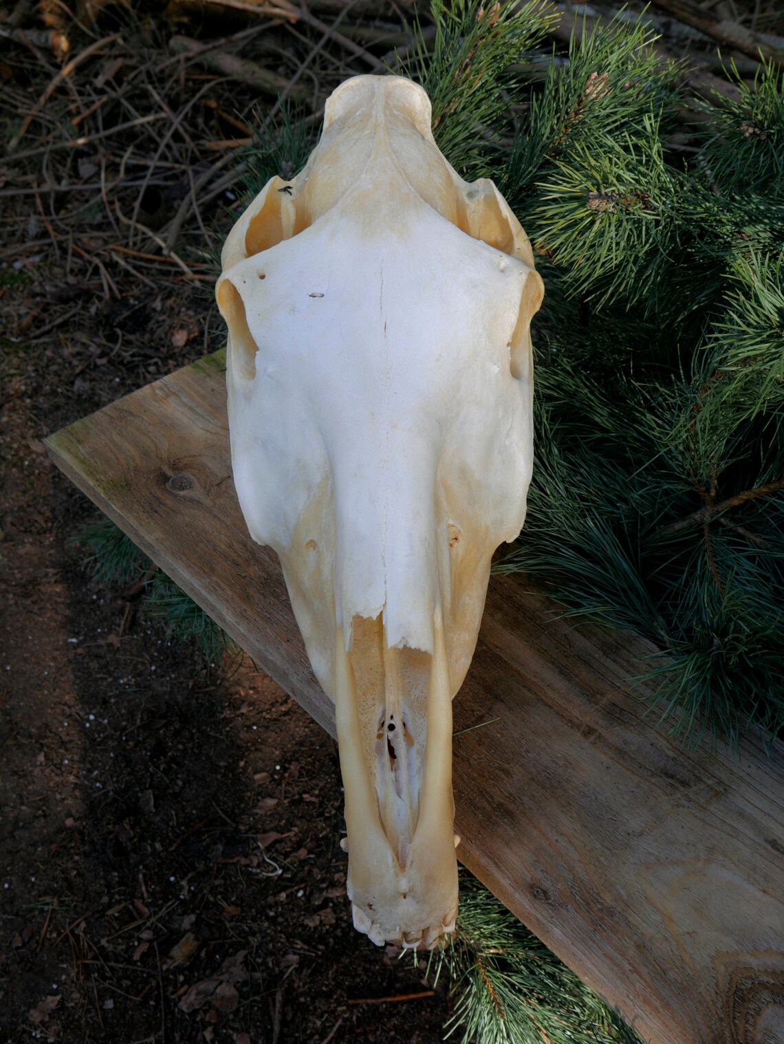 Horse Skull Real Horse equus Ferus Caballus - Etsy