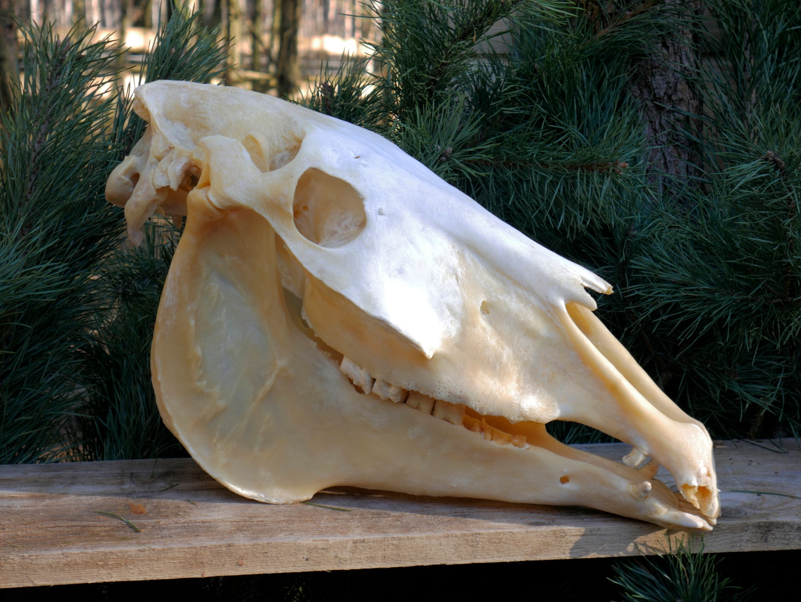 Horse Skull Real Horse equus Ferus Caballus - Etsy