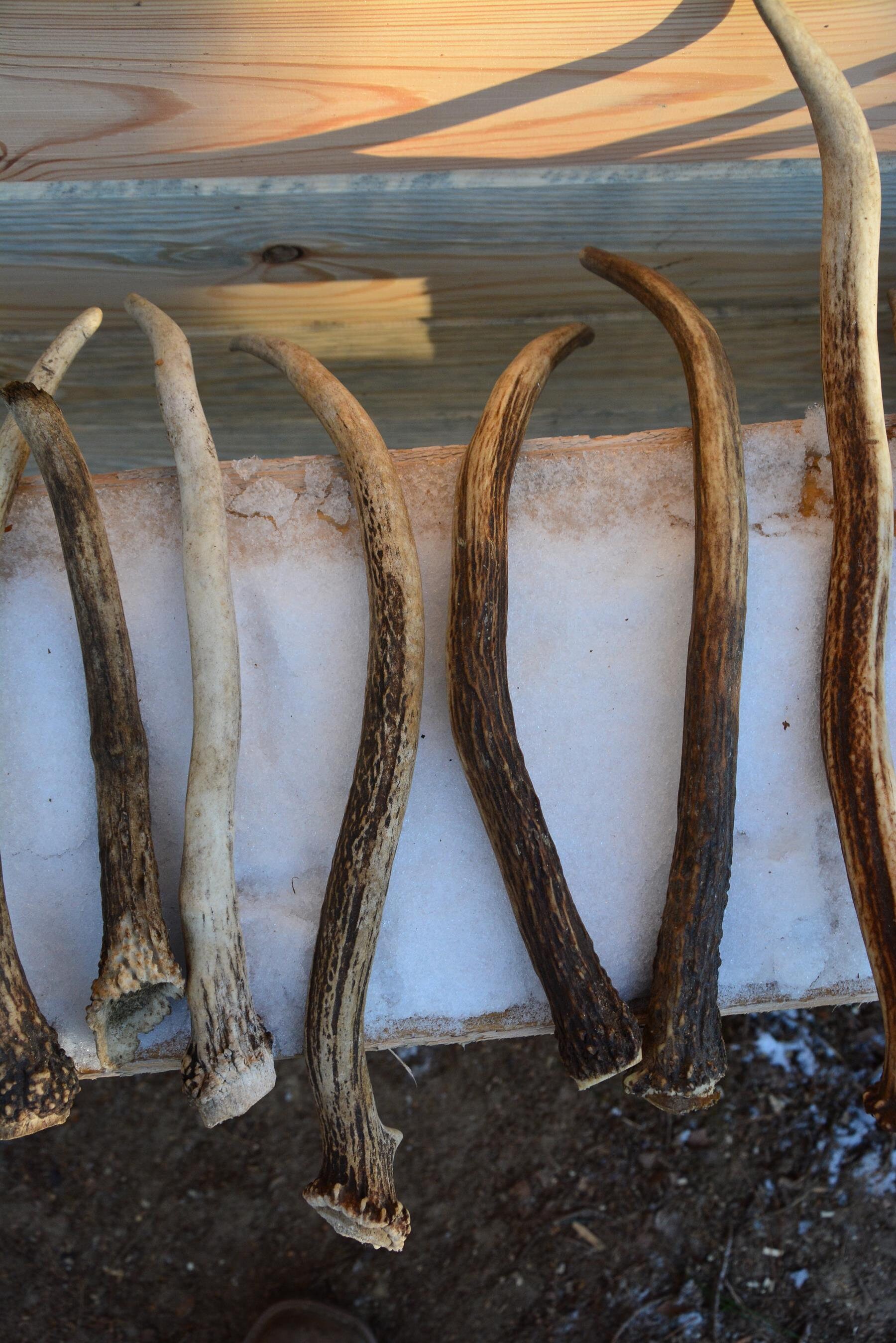 Random UNICORN HORN red Deer Single Point Antler Cervus Elaphus Price ...