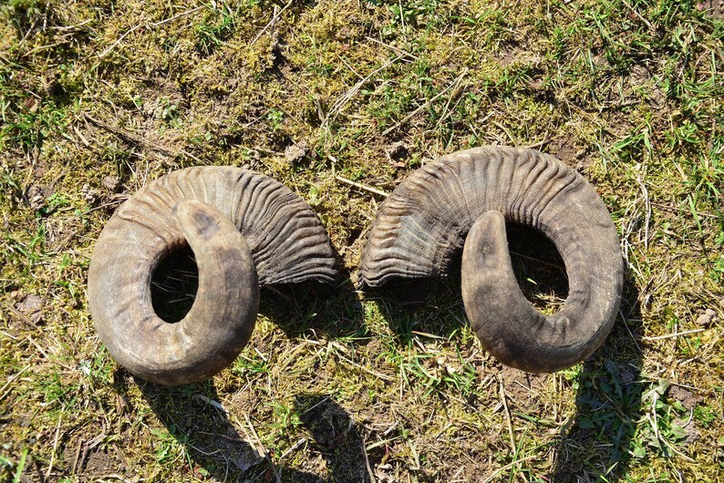 Pair of Ram Horns Real and Natural Horns Matching Set of Ram Horns ...