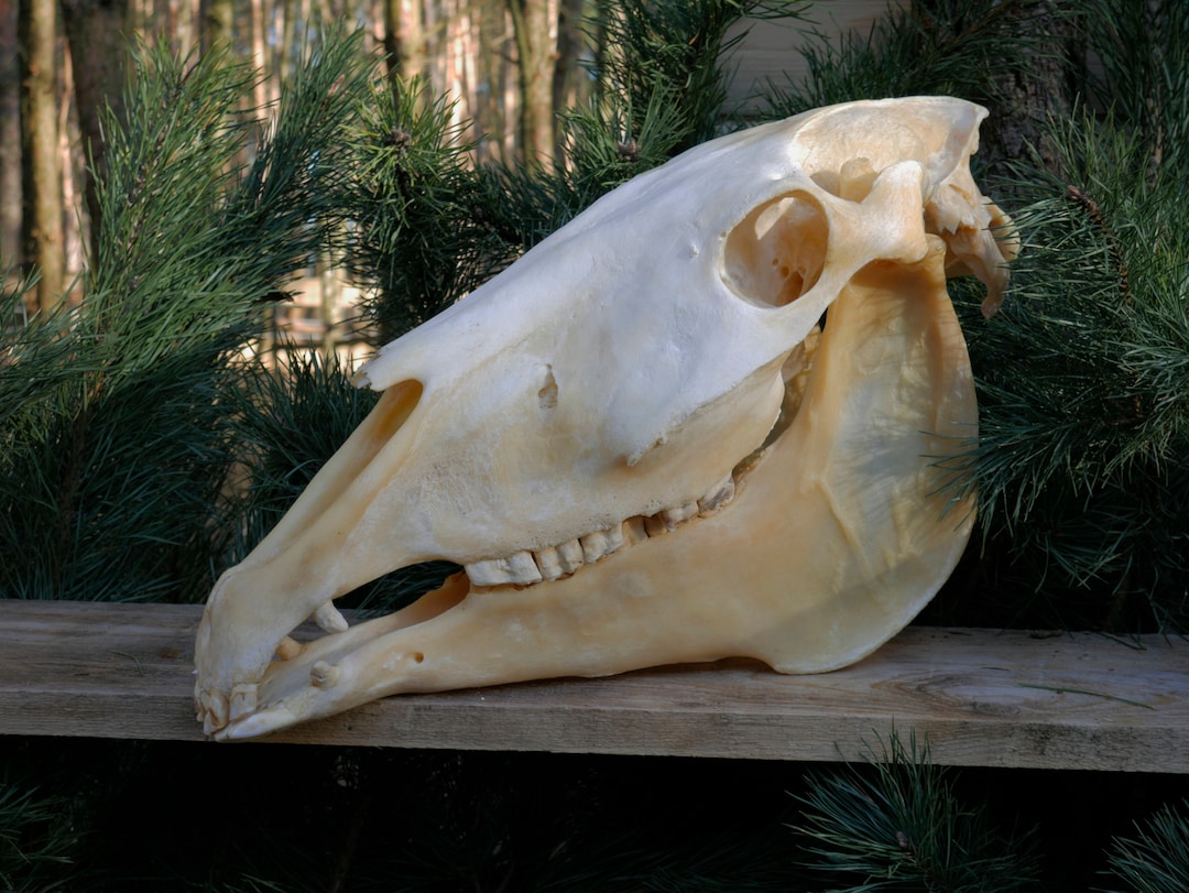 Horse Skull | Real Horse (equus Ferus Caballus) - Etsy