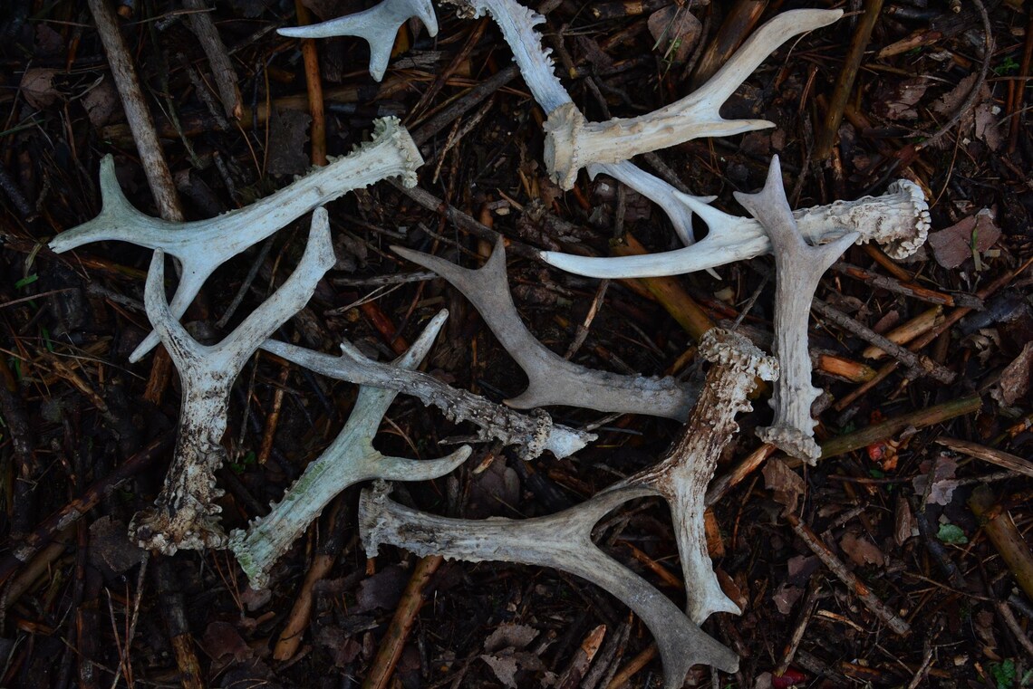 Random White Roe Deer Antler capreolus Capreolus European Species ...