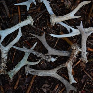 Random White Roe Deer Antler (capreolus Capreolus) European Species ...
