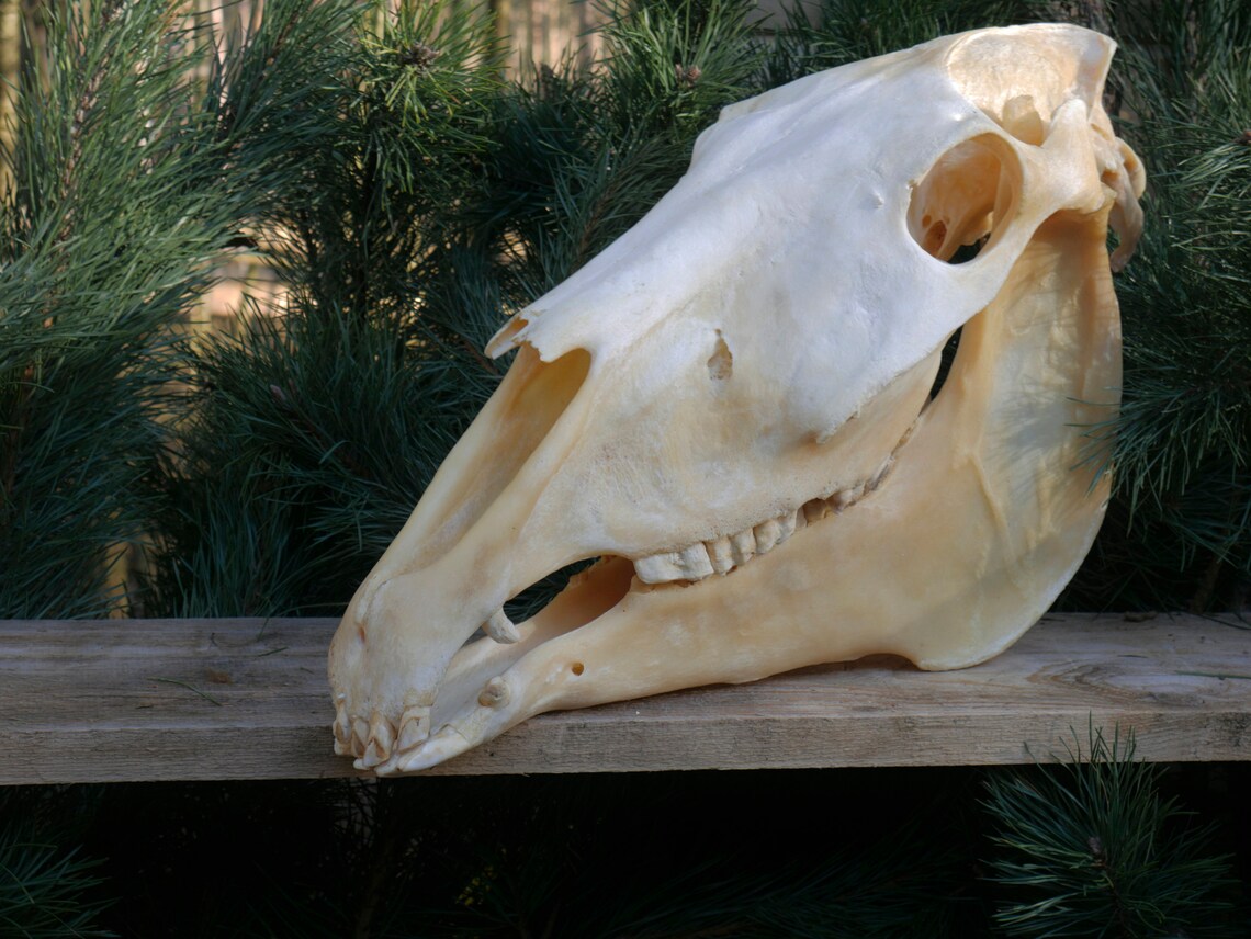 Horse Skull Real Horse equus Ferus Caballus - Etsy