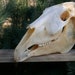 Horse Skull Real Horse equus Ferus Caballus - Etsy
