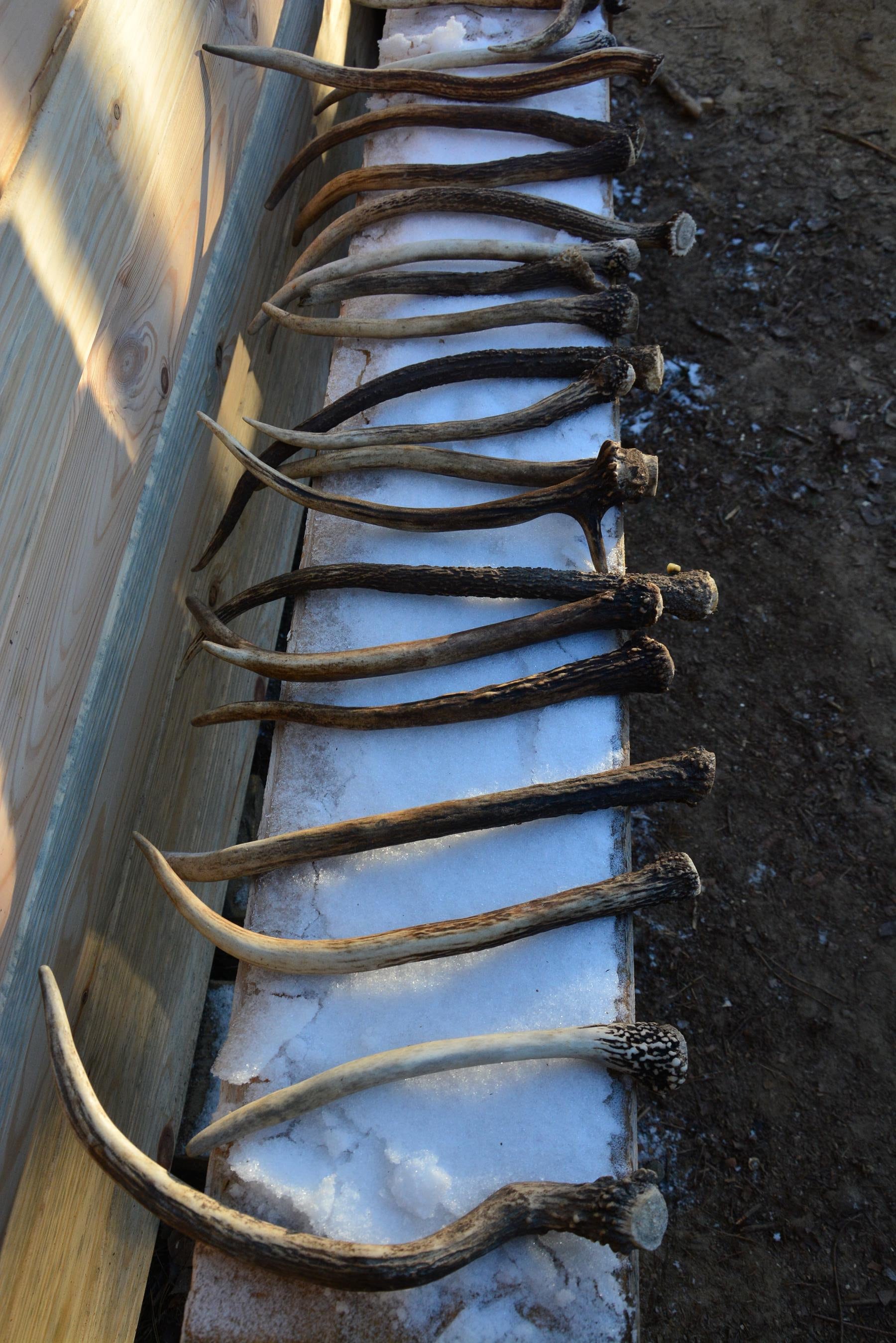 Random UNICORN HORN! (red Deer Single Point Antler) Cervus Elaphus ...