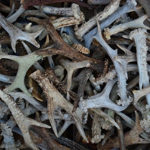 Random White Roe Deer Antler (capreolus Capreolus) European Species ...