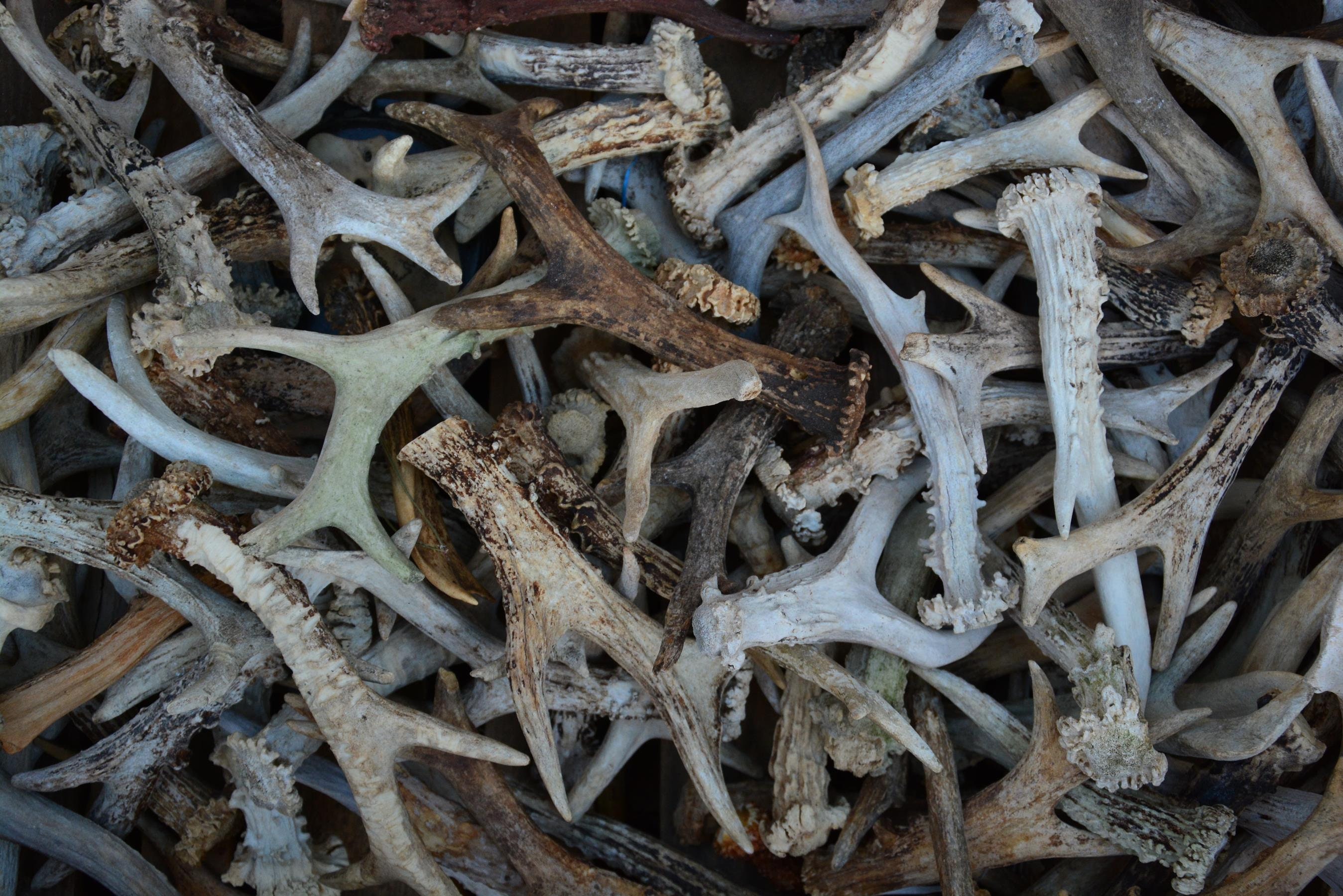 Random White Roe Deer Antler capreolus Capreolus European Species ...