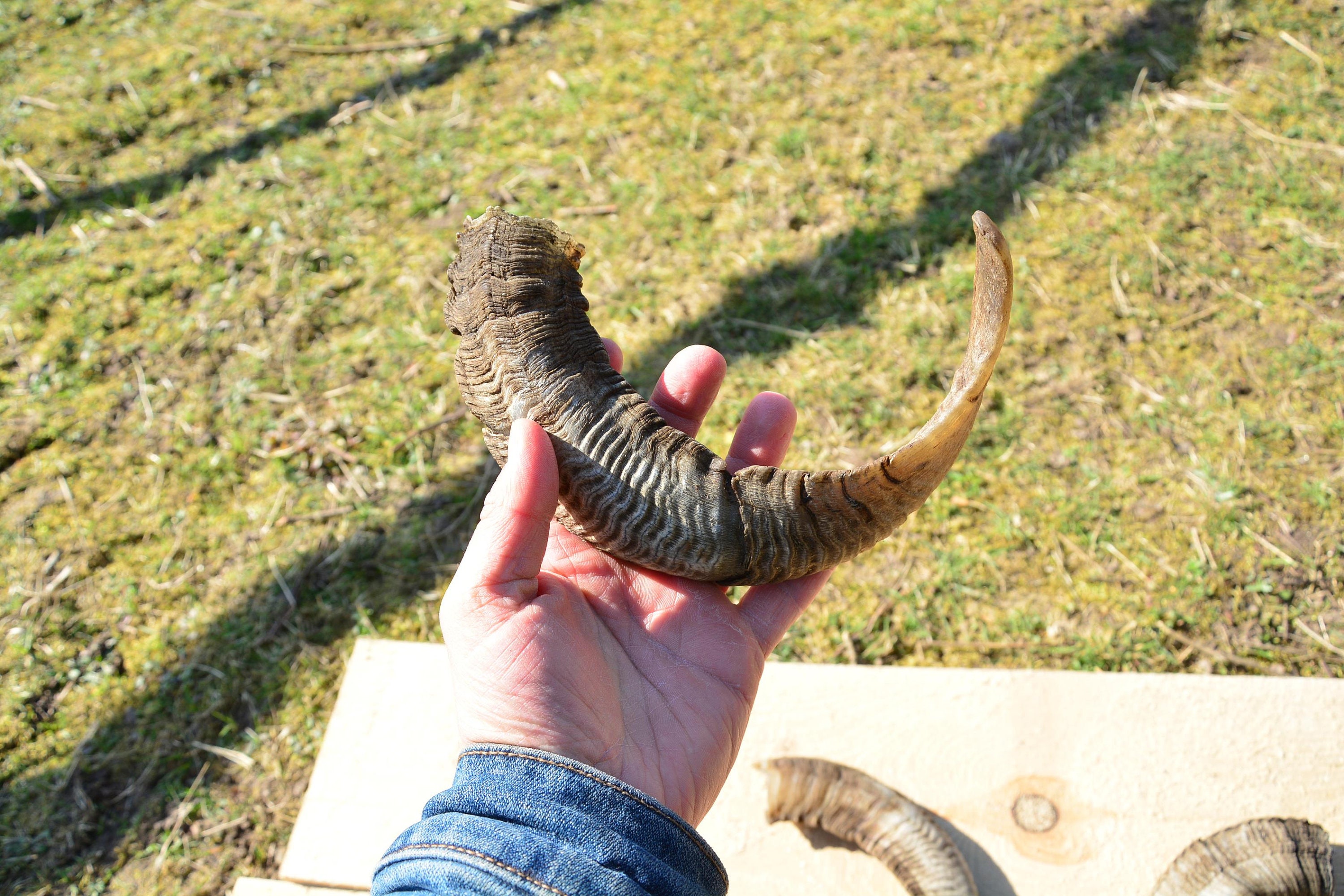 Pair of Ram Horns Real and Natural Horns Matching Set of Ram Horns ...