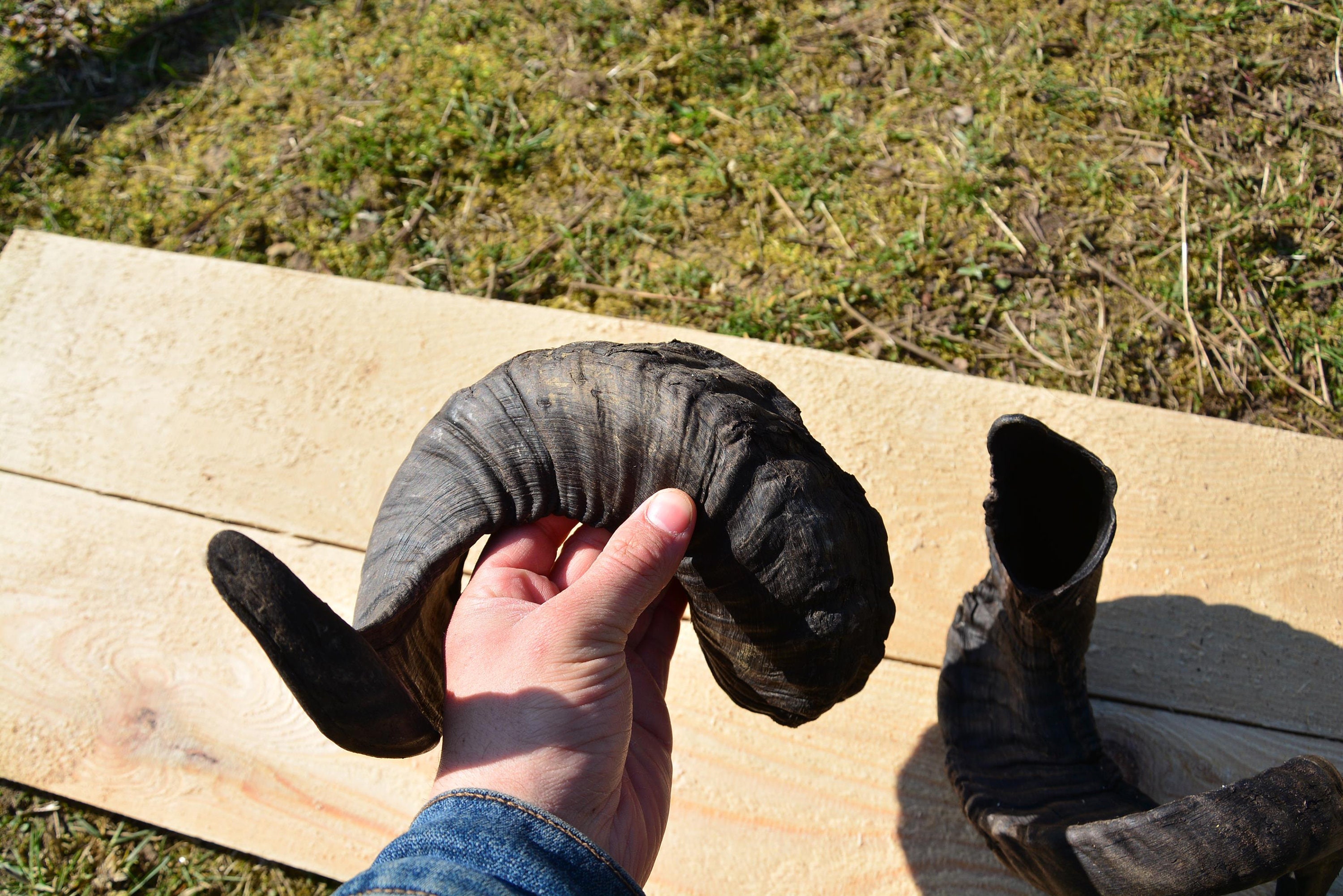 Pair of Ram Horns Real and Natural Horns Matching Set of Dark-colored ...