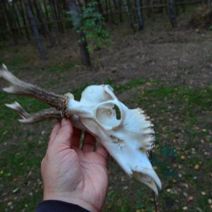 CURLY Antlers Roe Deer Skull European Roe Deer capreolus Capreolus Real ...