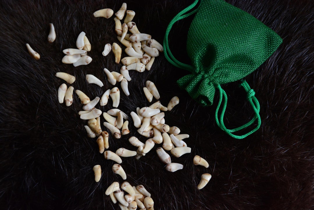 Genuine European Red Deer Stag Ivory DEER TEETH Set for Jewelry Making ...