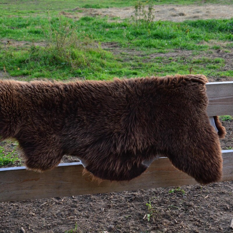 Real Bear Skin Rug - Etsy
