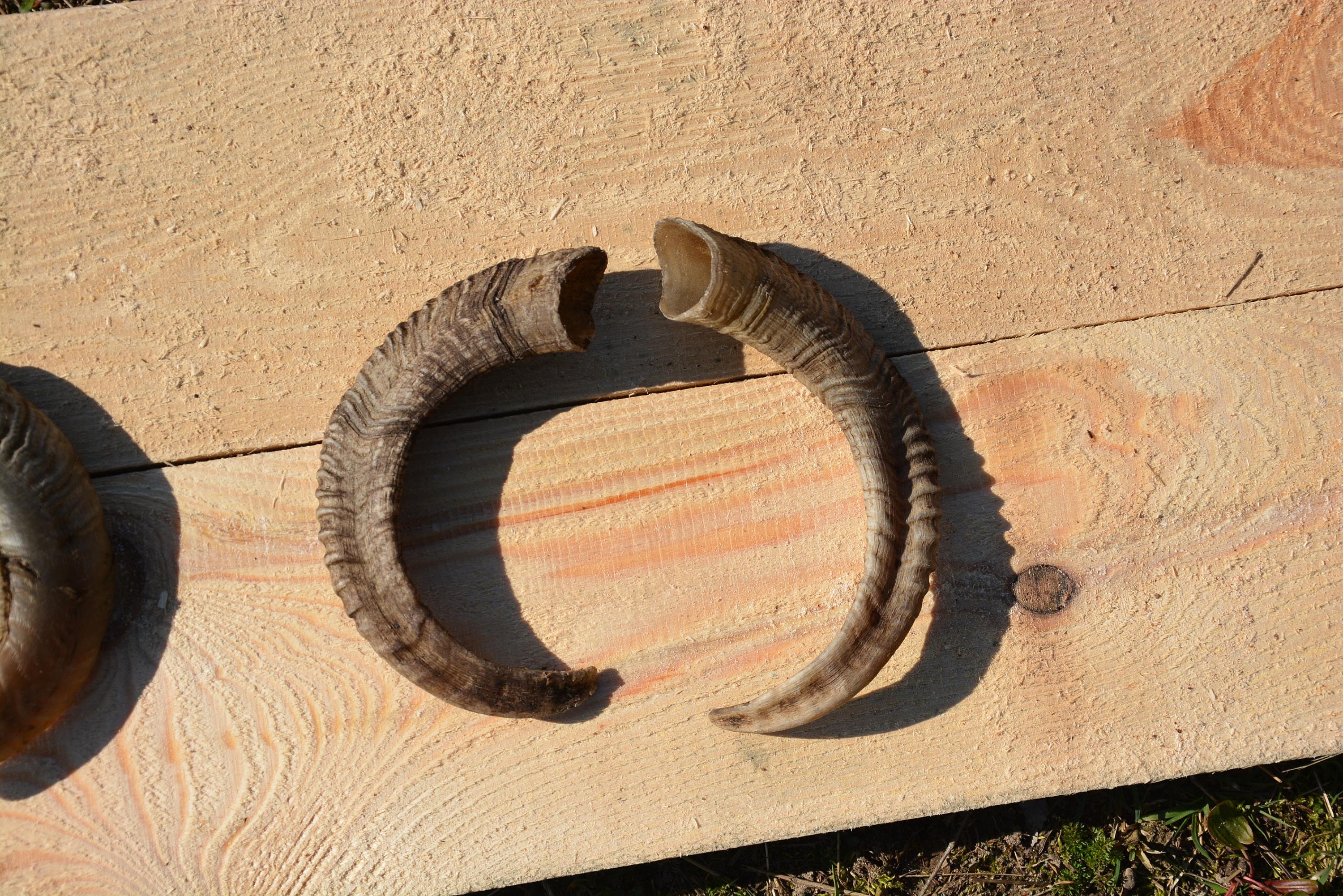 Pair of Ram Horns Real and Natural Horns Matching Set of Ram Horns ...