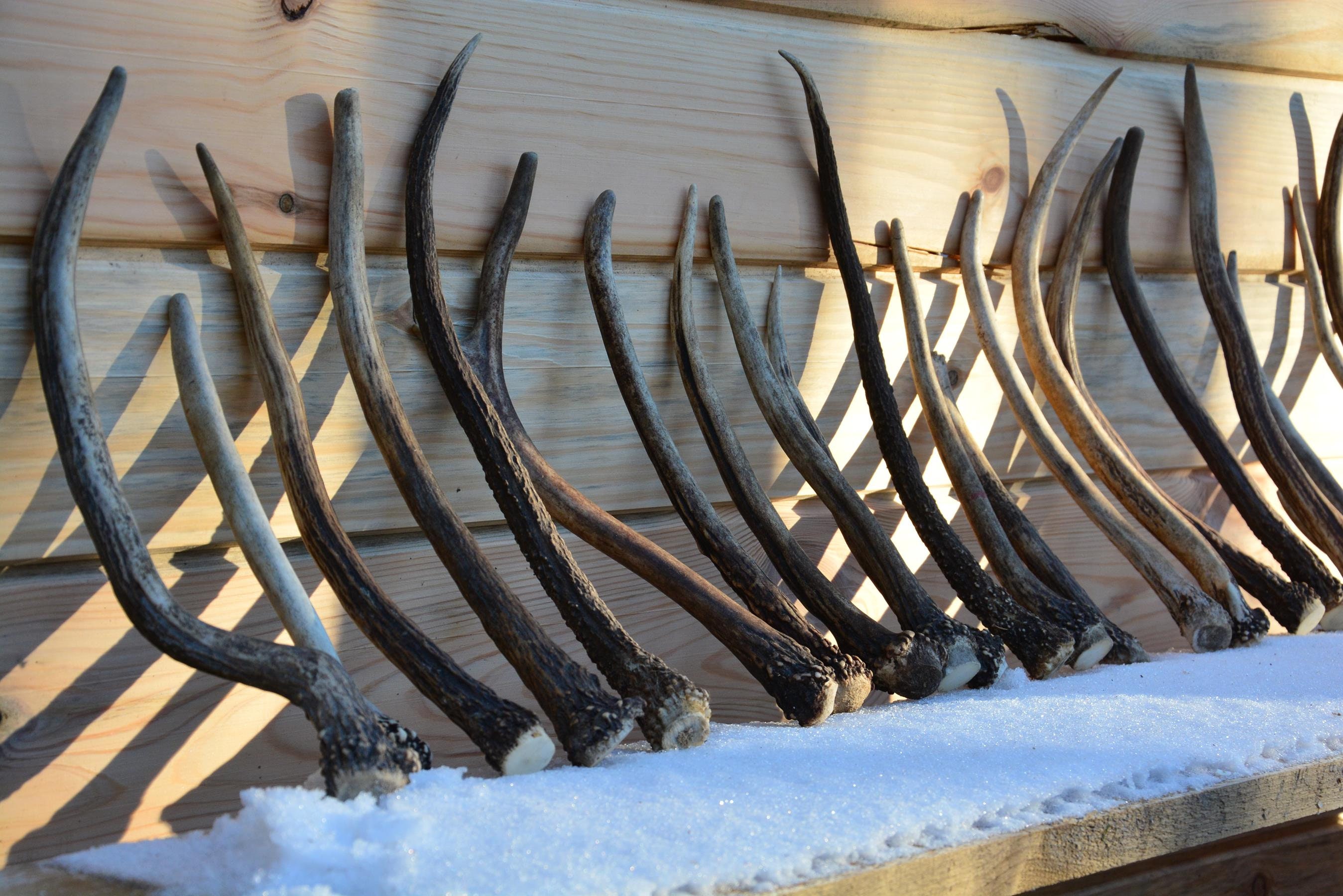 Random UNICORN HORN red Deer Single Point Antler Cervus Elaphus Price ...