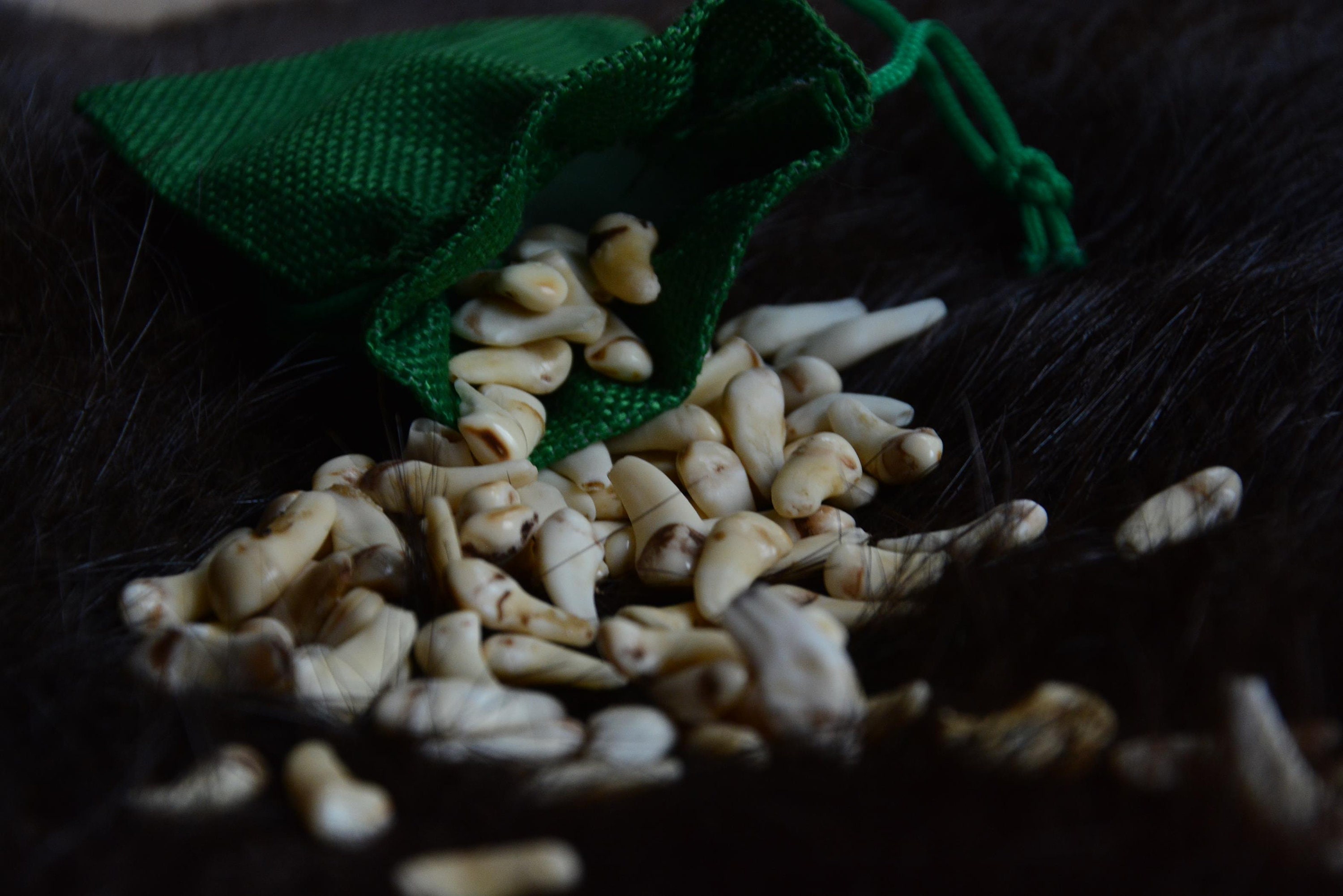 Genuine European Red Deer Stag Ivory DEER TEETH Set for Jewelry Making ...