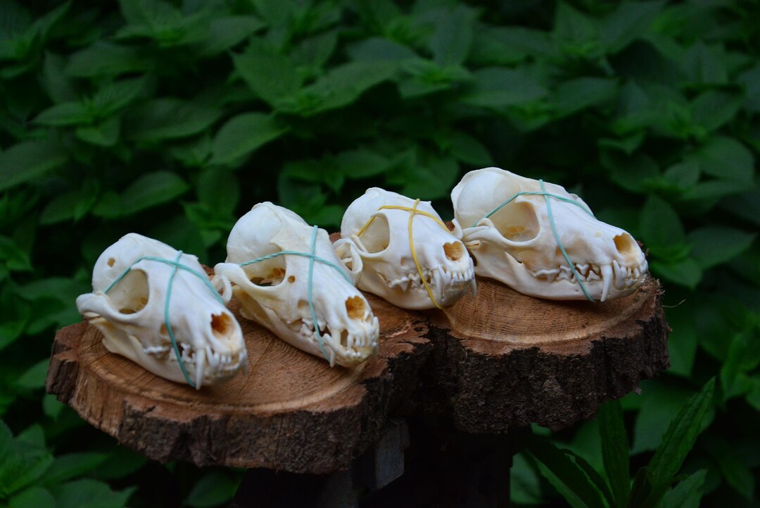 Fox Skull - Genuine European Specimen - Unique Collectible - Natural ...