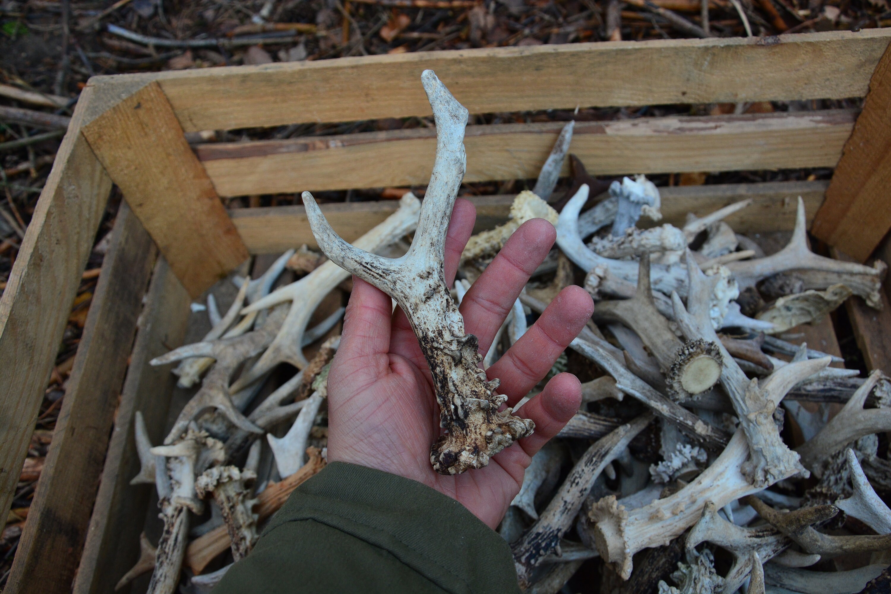 Random White Roe Deer Antler capreolus Capreolus European Species ...