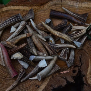 10x ANTLER Tip With a Jute Bag | Roe Deer Antler Tips: Affordable ...