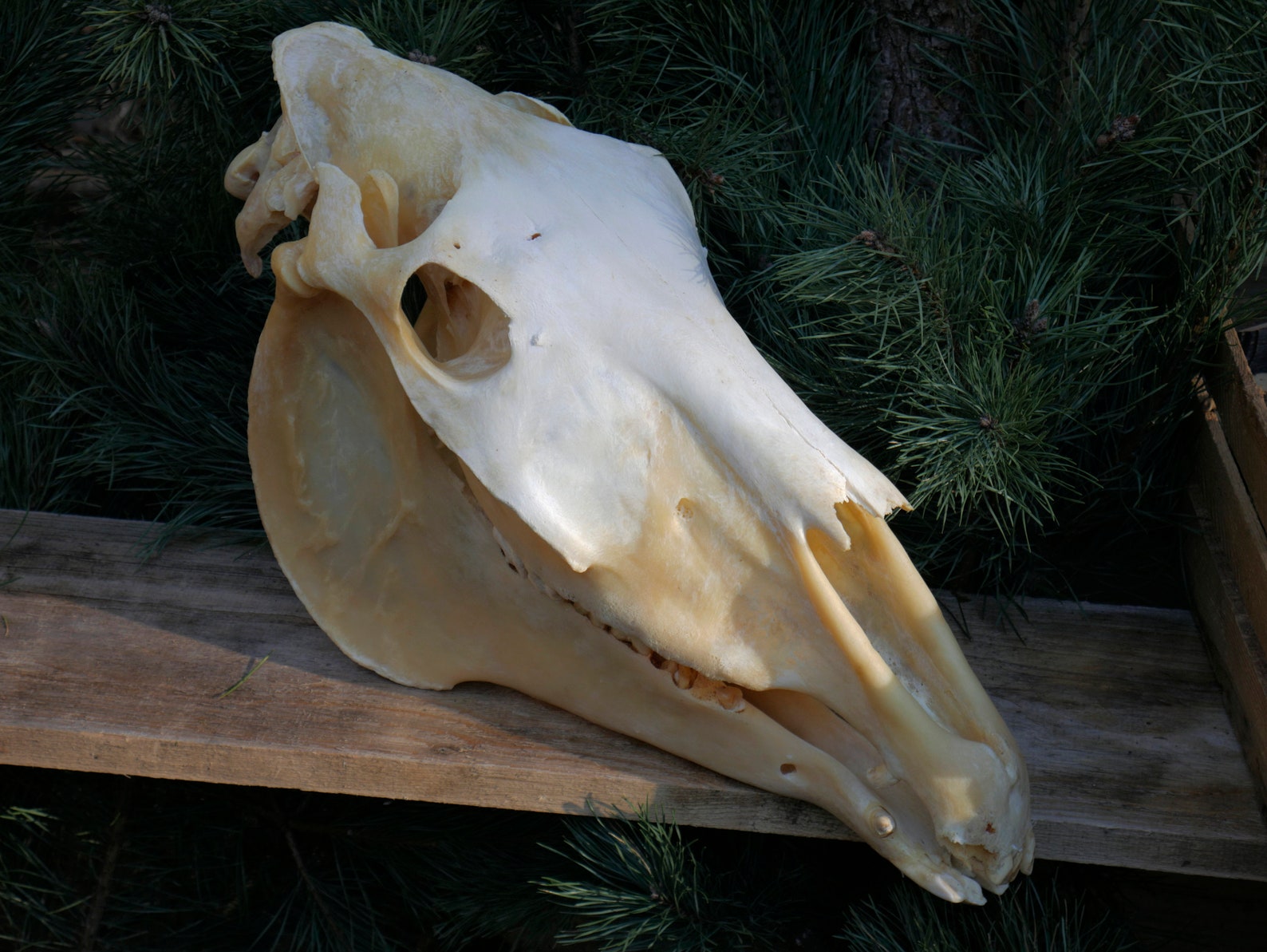 Horse Skull Real Horse equus Ferus Caballus - Etsy