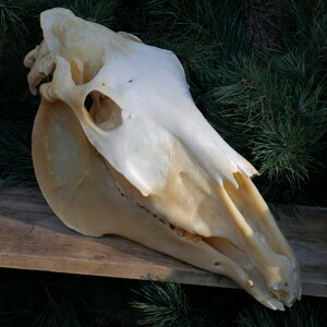 Horse Skull | Real Horse (equus Ferus Caballus) - Etsy