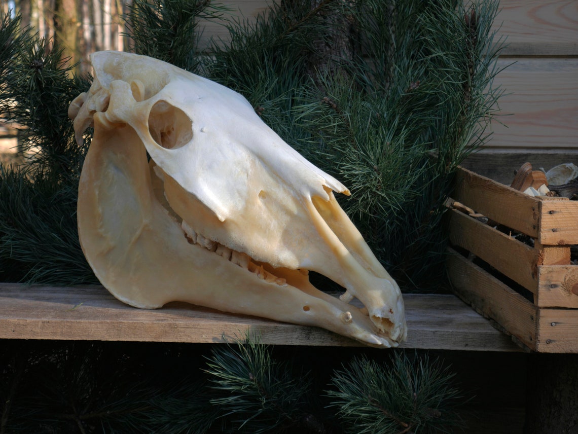 Horse Skull Real Horse equus Ferus Caballus - Etsy