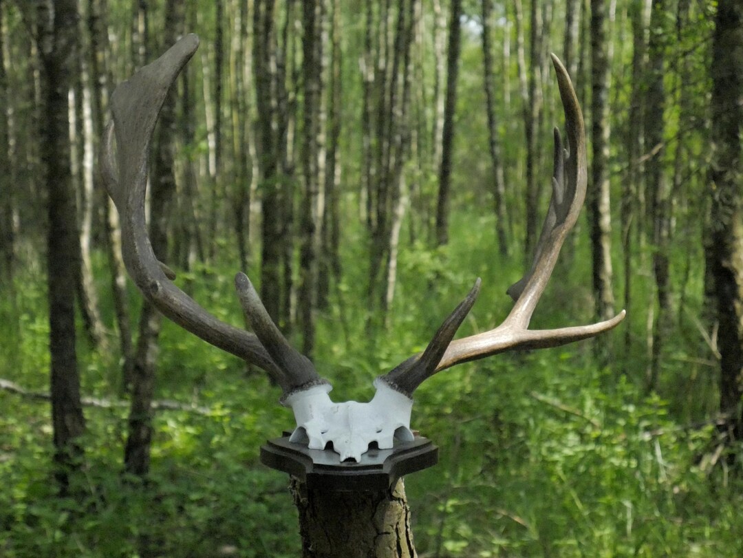 Fallow Deer Skull | Real Fallow Deer Antlers on a Metal Skull and Wooden Plaque - Etsy