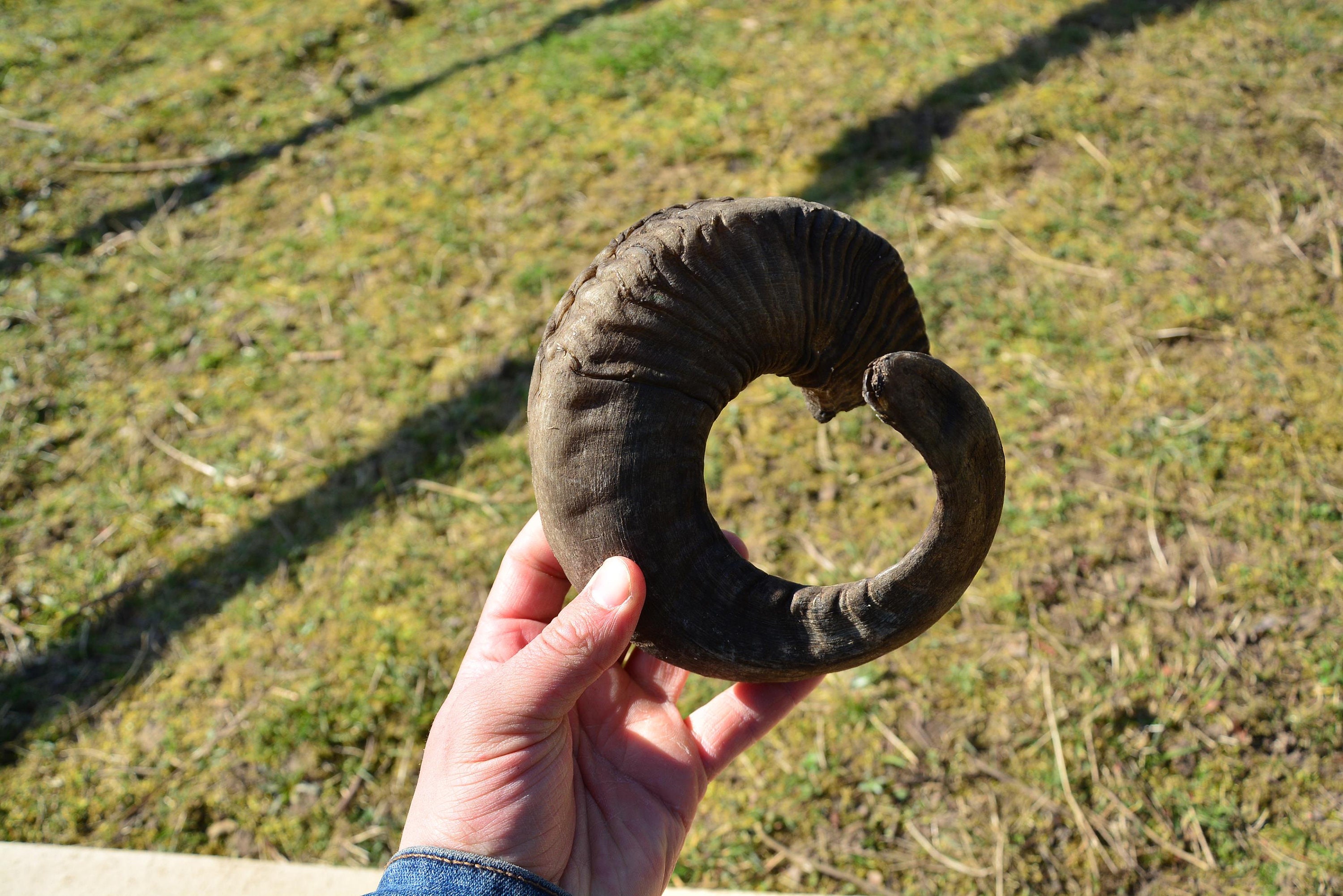 Pair of Ram Horns Real and Natural Horns Matching Set of Ram Horns ...