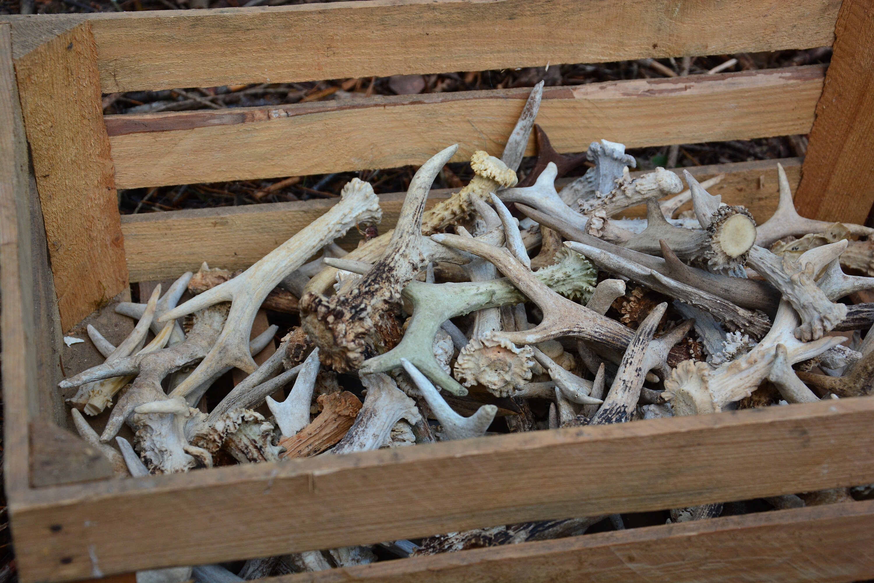Random White Roe Deer Antler capreolus Capreolus European Species ...