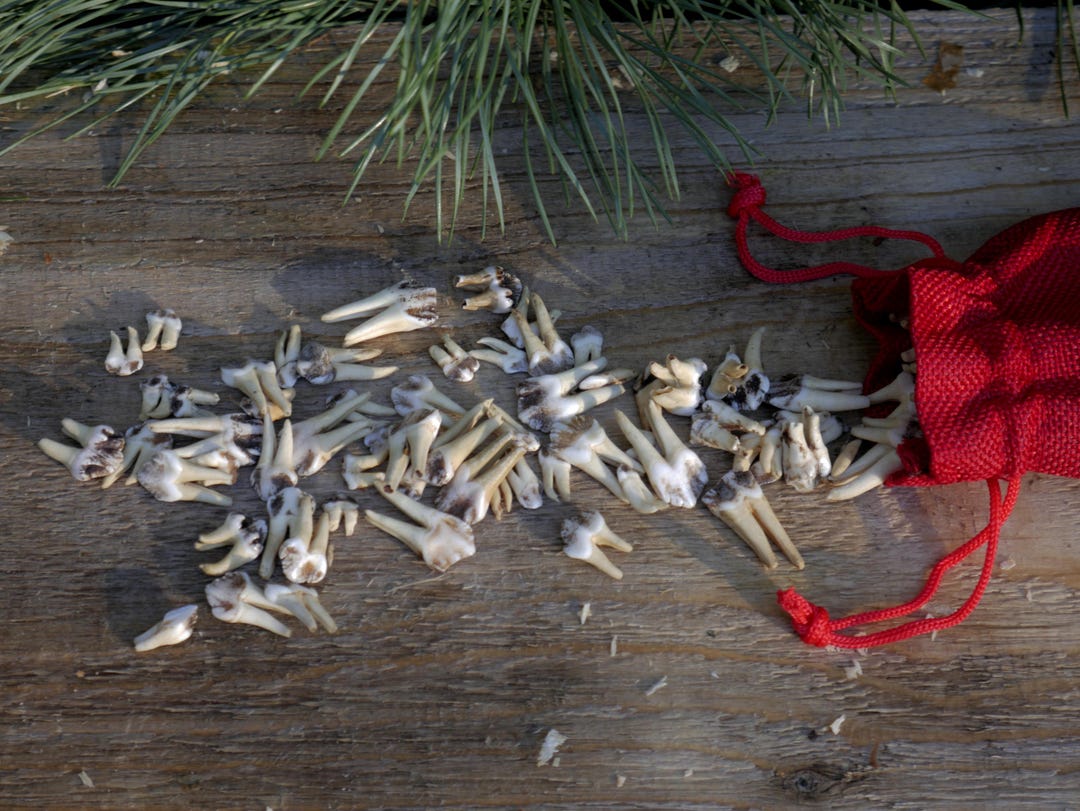 Molar Teeth Real Animal Teeth, Deer Teeth Present, Home Decor, for ...