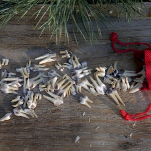 Molar Teeth Real Animal Teeth, Deer Teeth Present, Home Decor, for ...