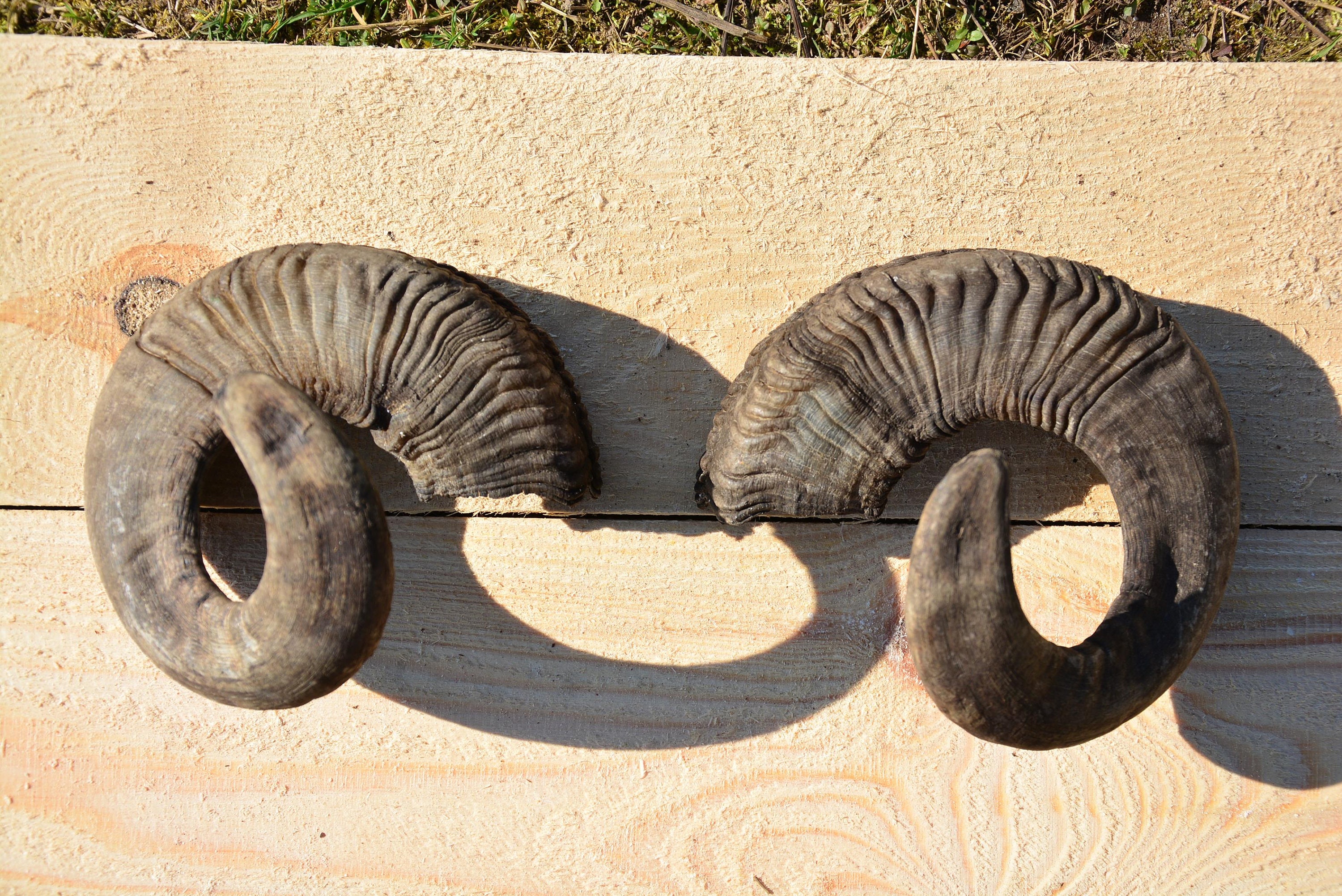 Pair of Ram Horns Real and Natural Horns Matching Set of Ram Horns ...