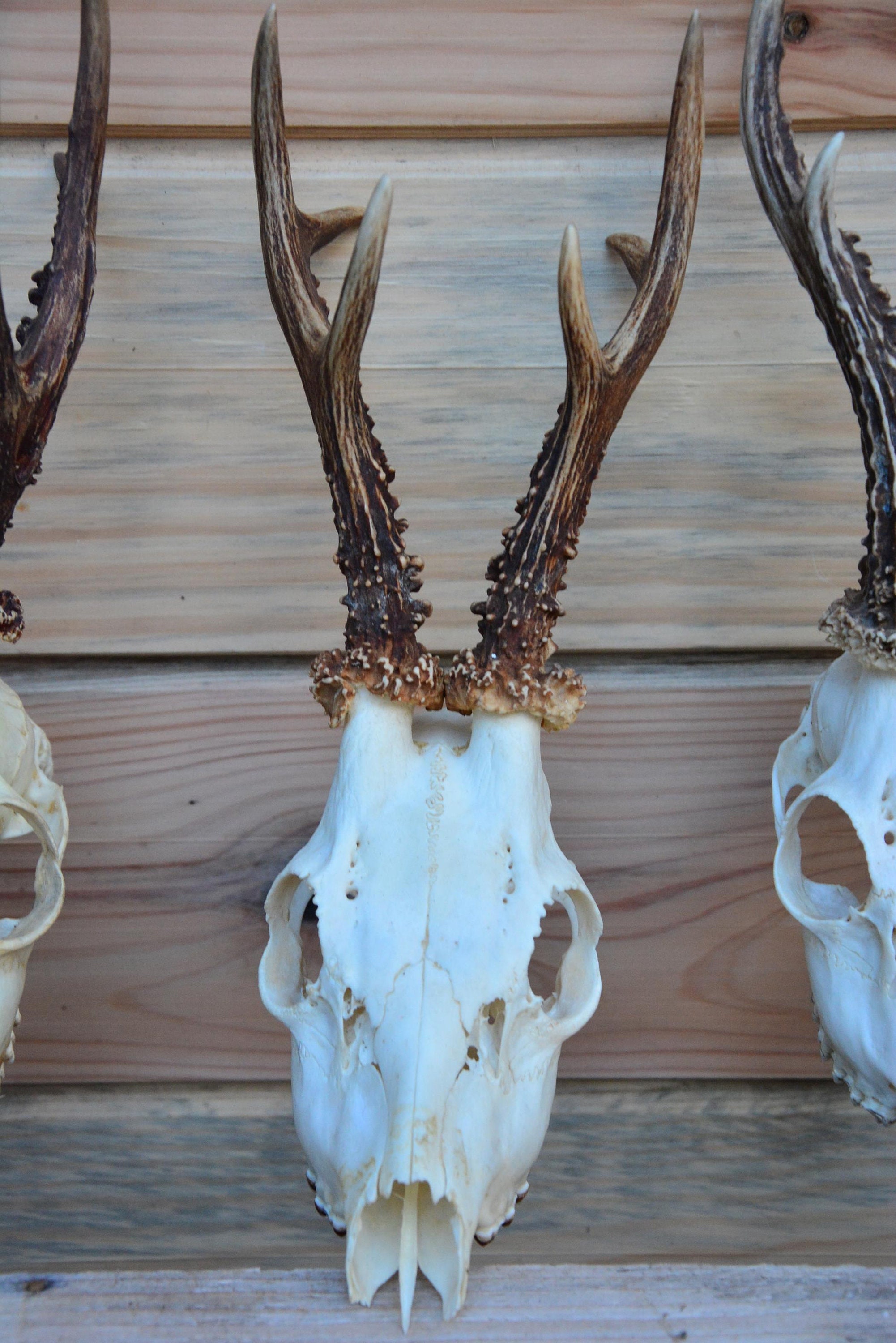 HUGE Roe Deer FULL Skull European Roe Deer capreolus Capreolus Real ...