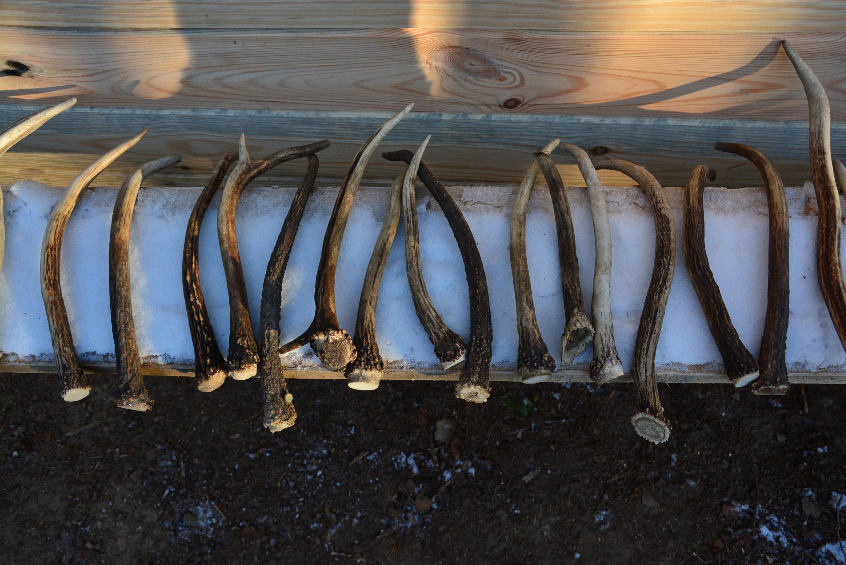 Random UNICORN HORN! (red Deer Single Point Antler) Cervus Elaphus ...