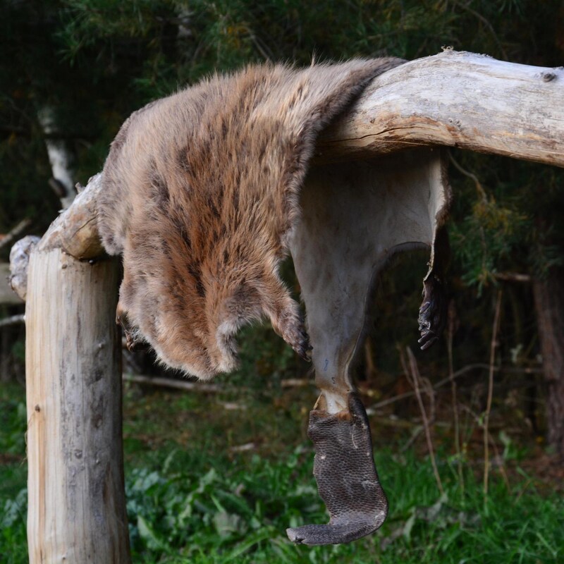Beaver Pelt - Etsy