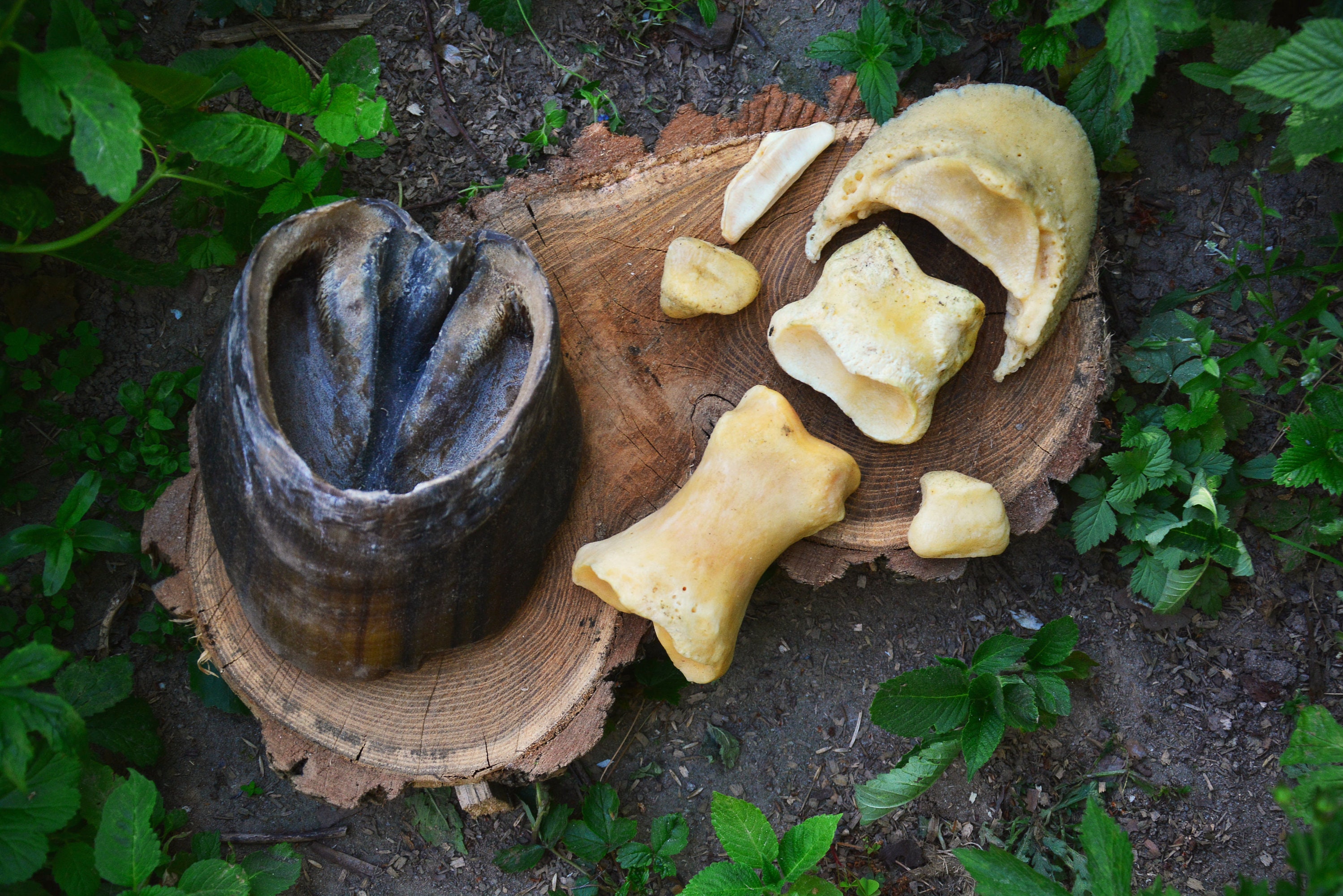 Horse Hoof Set Coffin Bone With Hoof, Natural Anatomy Horse Leg, TAXIDERMY Random Oddity Natural ...