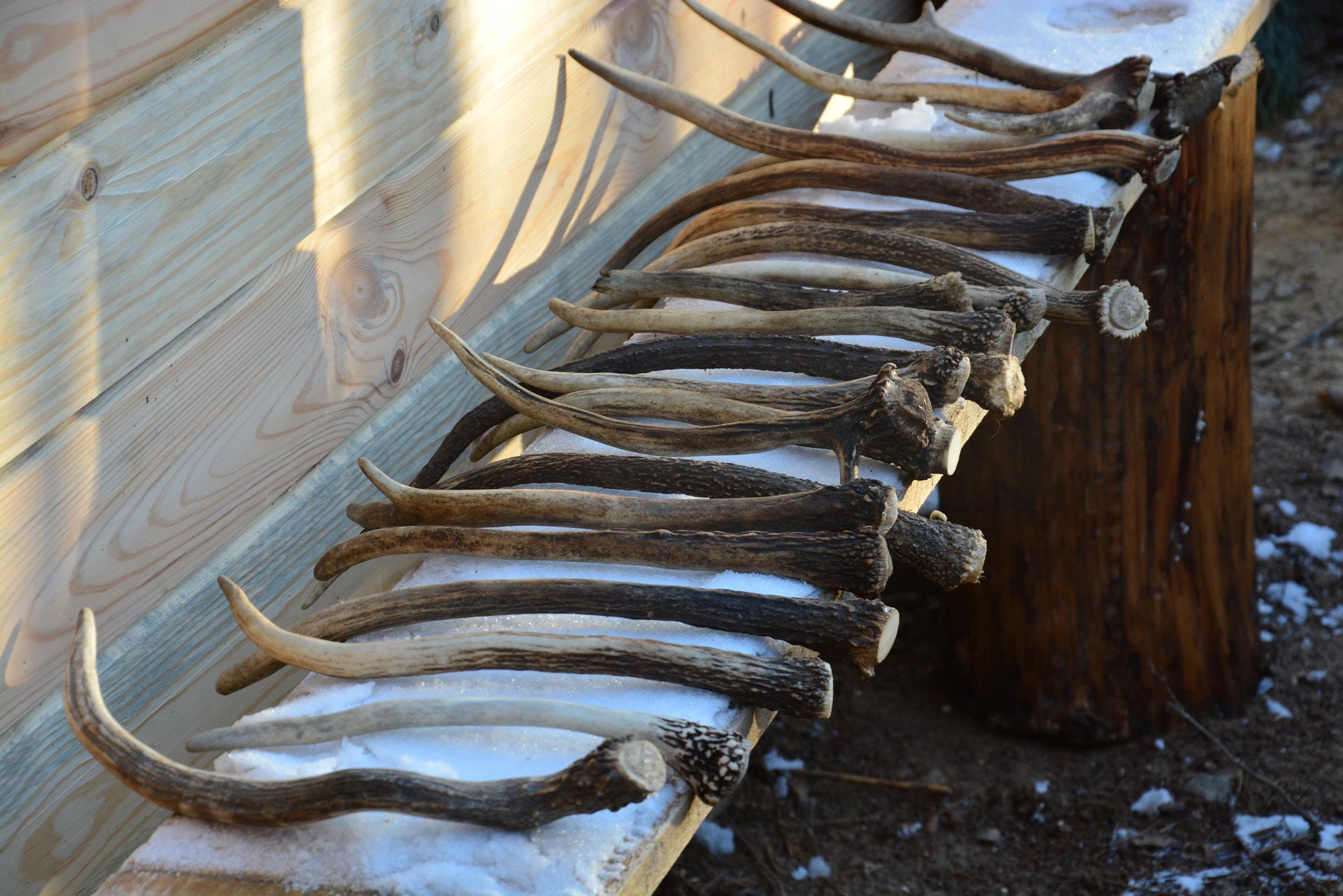 Random UNICORN HORN! (red Deer Single Point Antler) Cervus Elaphus ...