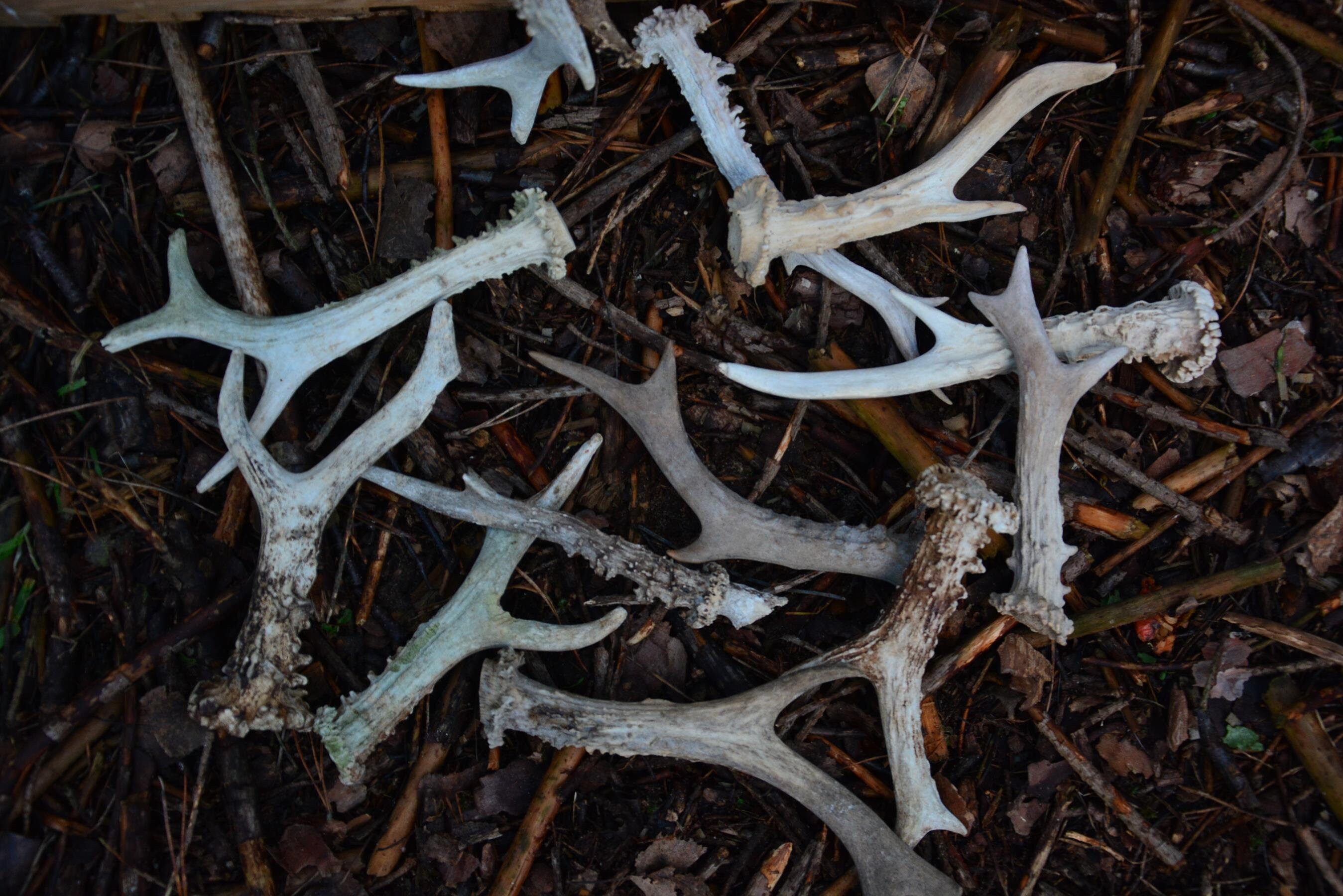 Random White Roe Deer Antler capreolus Capreolus European Species ...