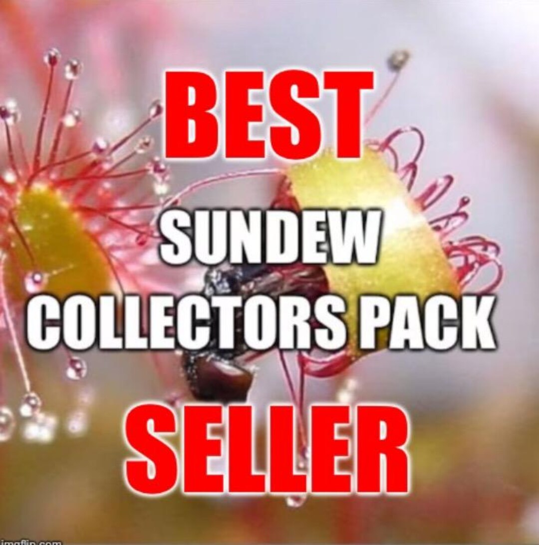 Sundew Collection- Carnivorous Plant Package - Etsy