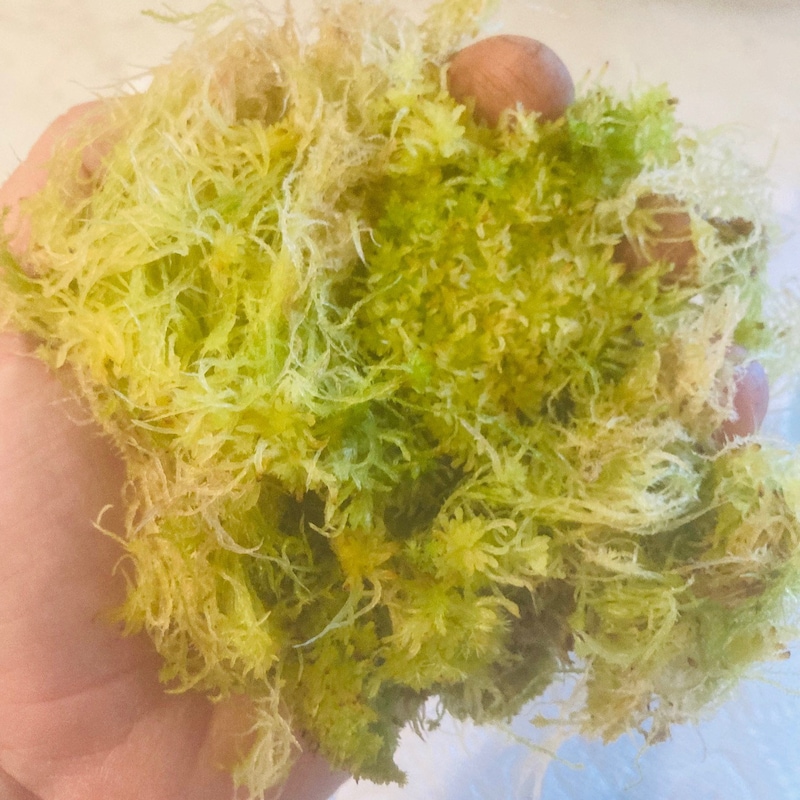 Live Moss - Etsy